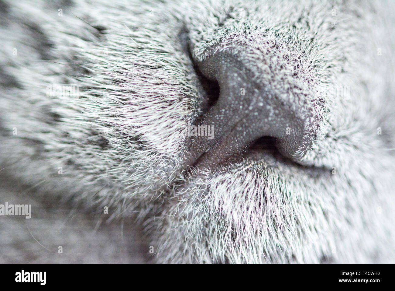 Sleepy russian blue cat hi-res stock photography and images - Alamy