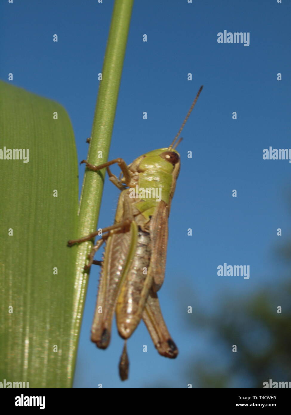 Macro of a green edible grasshopper Stock Photo - Alamy