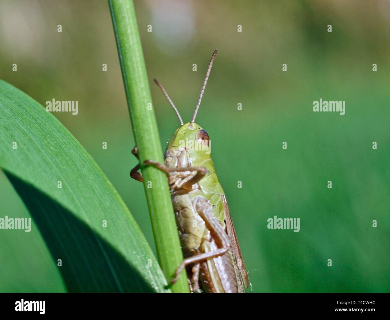 Asian grasshopper hi-res stock photography and images - Alamy