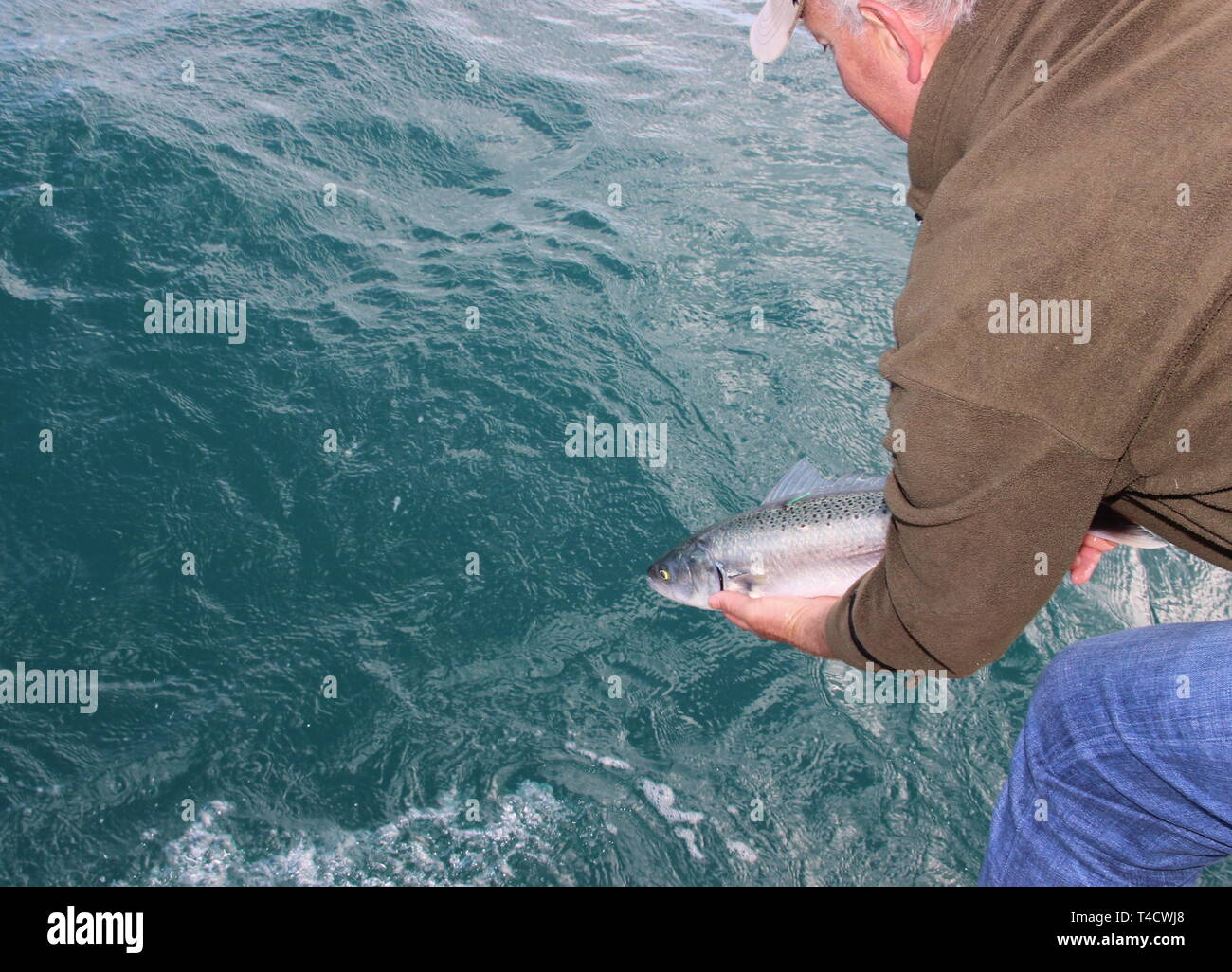 Australian salmon scales hi-res stock photography and images - Alamy