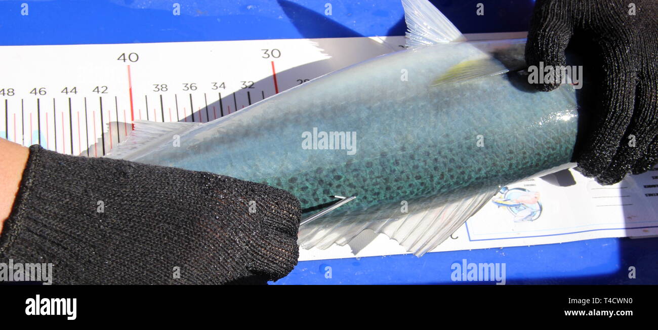 Australian salmon scales hi-res stock photography and images - Alamy