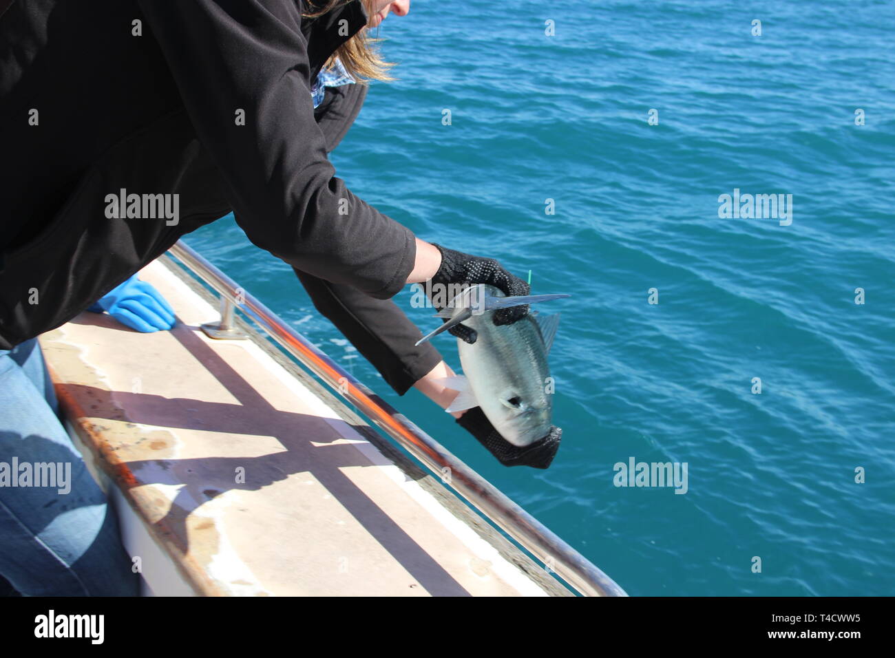 Australian salmon scales hi-res stock photography and images - Alamy