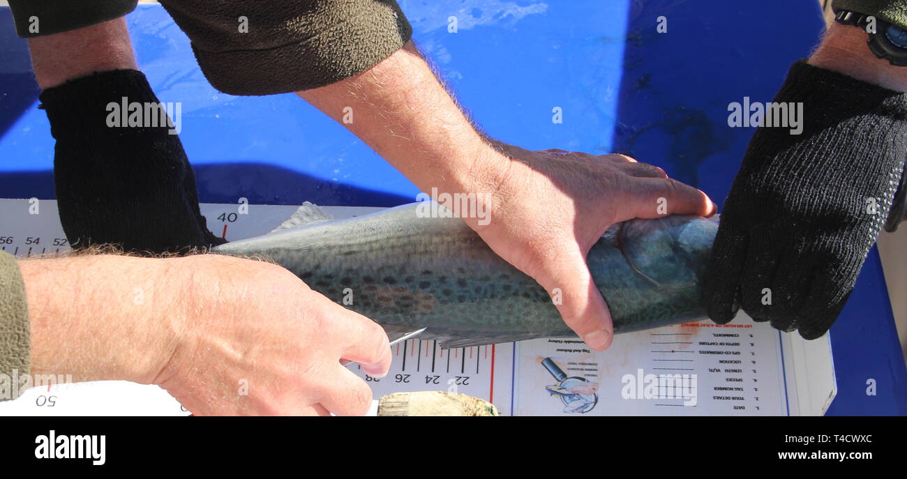 Australian salmon scales hi-res stock photography and images - Alamy