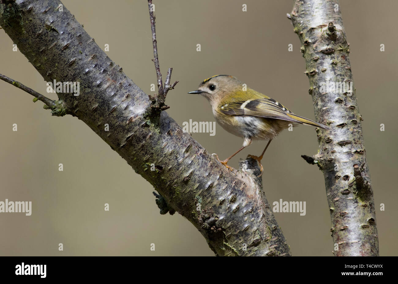 Female goldcrest hi-res stock photography and images - Alamy