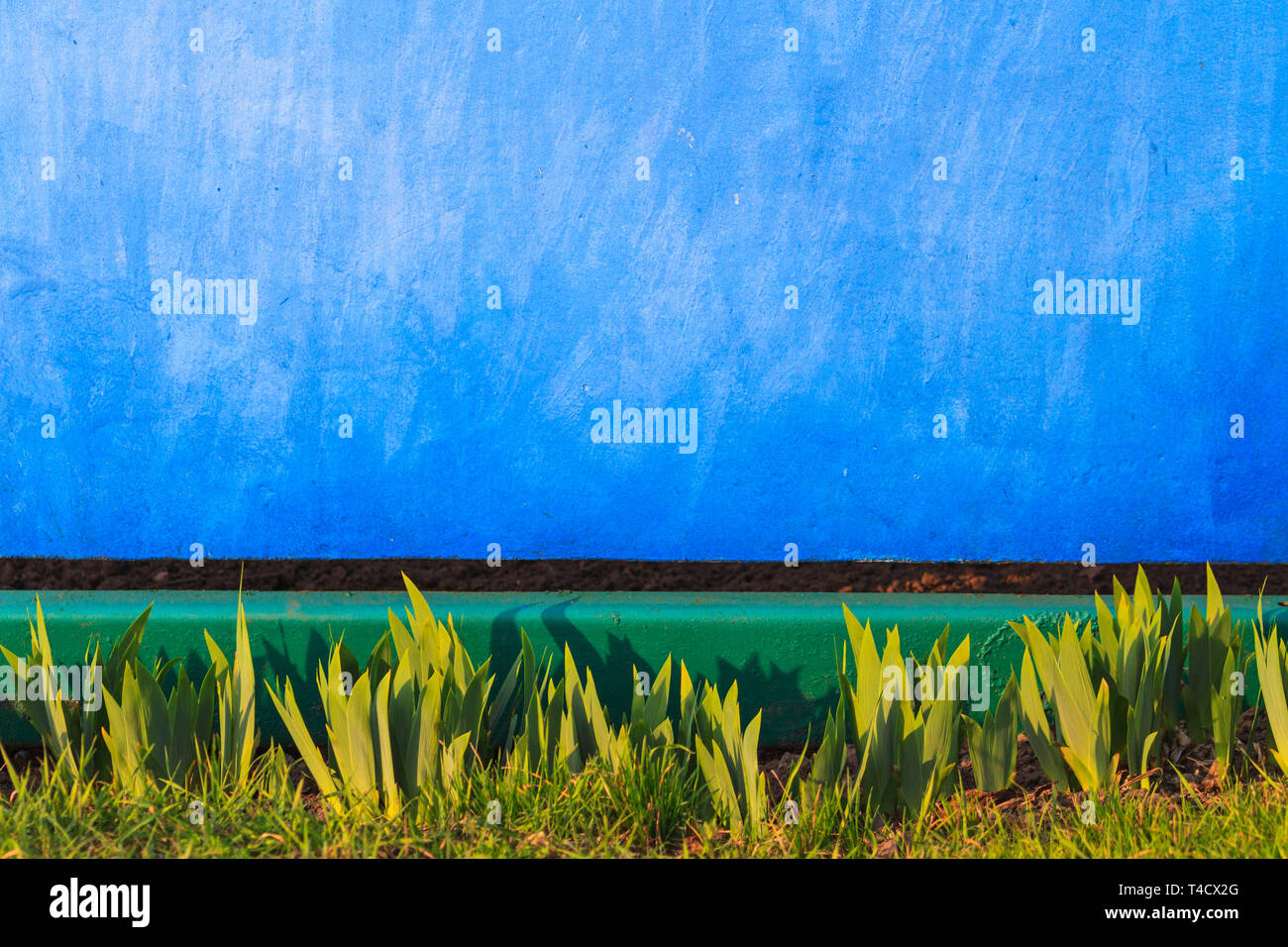 bright spring blue background and sprouts of flowers Stock Photo - Alamy