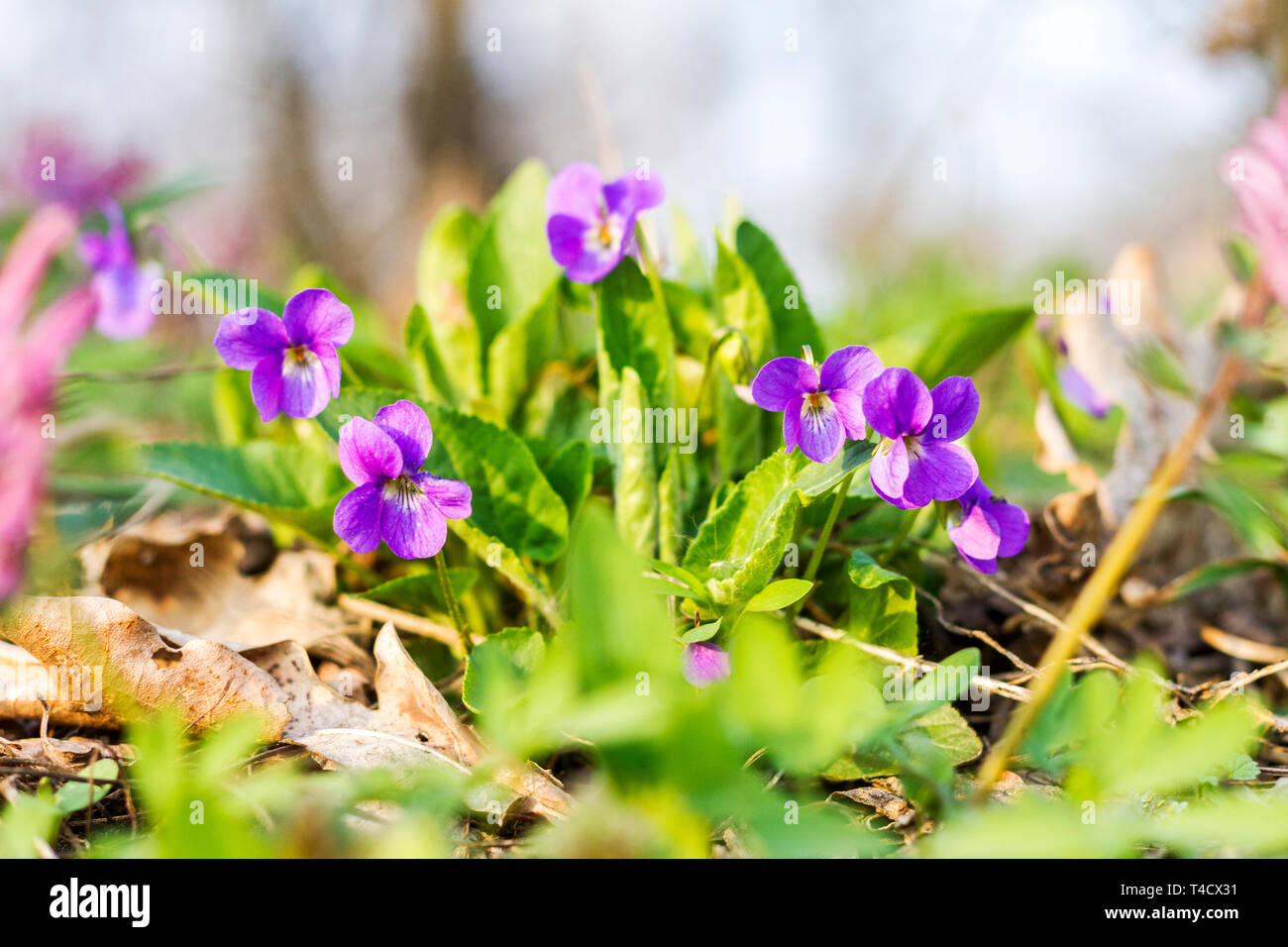colorful spring flowers in the forest Stock Photo - Alamy