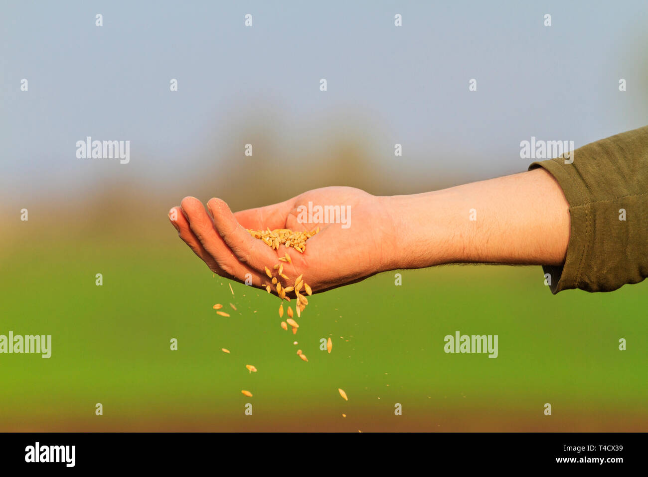 Grain of rice plant hand hi-res stock photography and images - Alamy