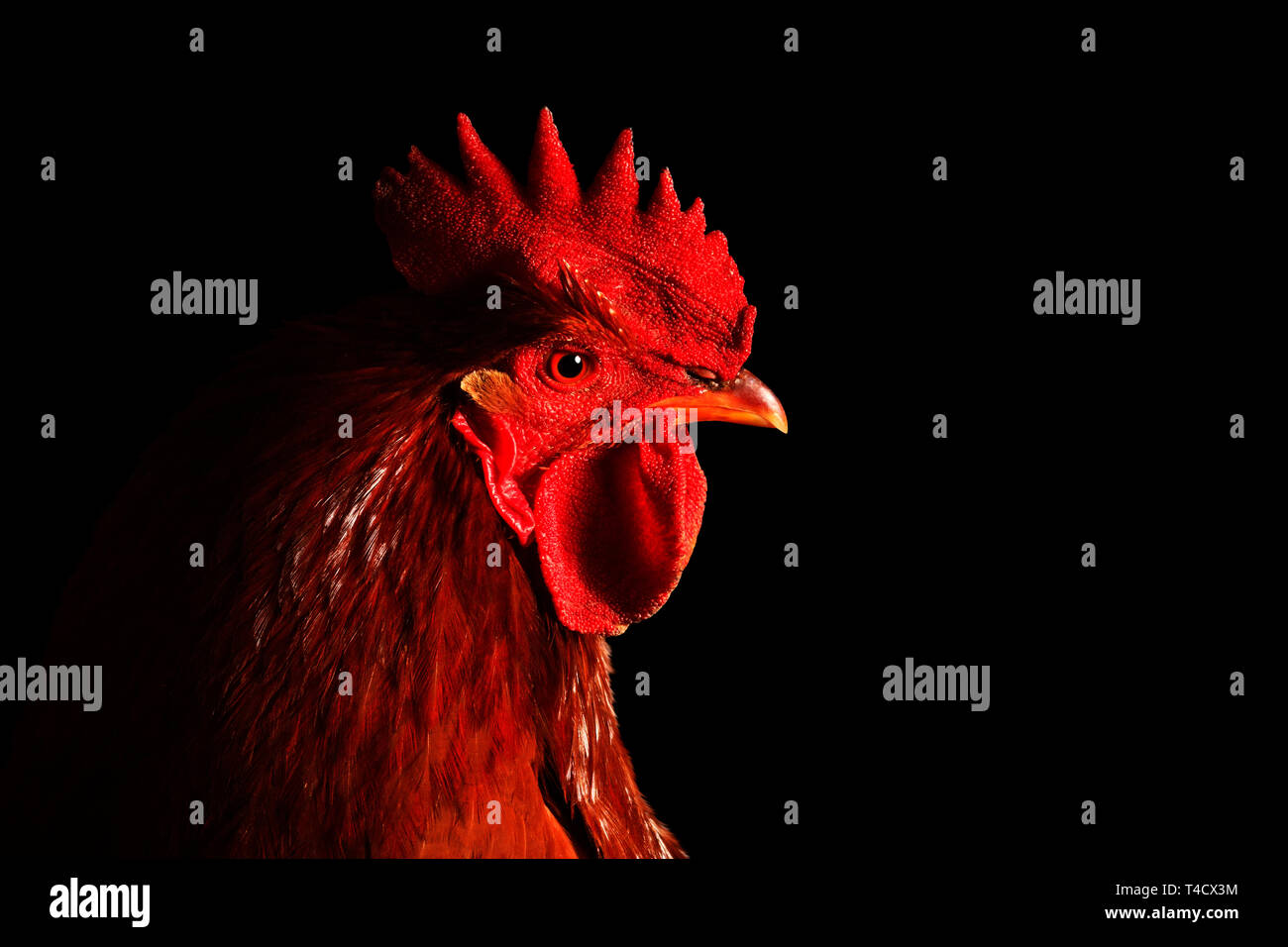 Red rooster hi-res stock photography and images - Alamy