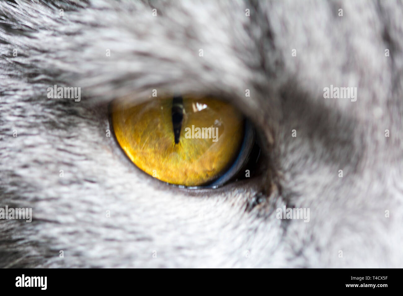Sleepy russian blue cat hi-res stock photography and images - Alamy