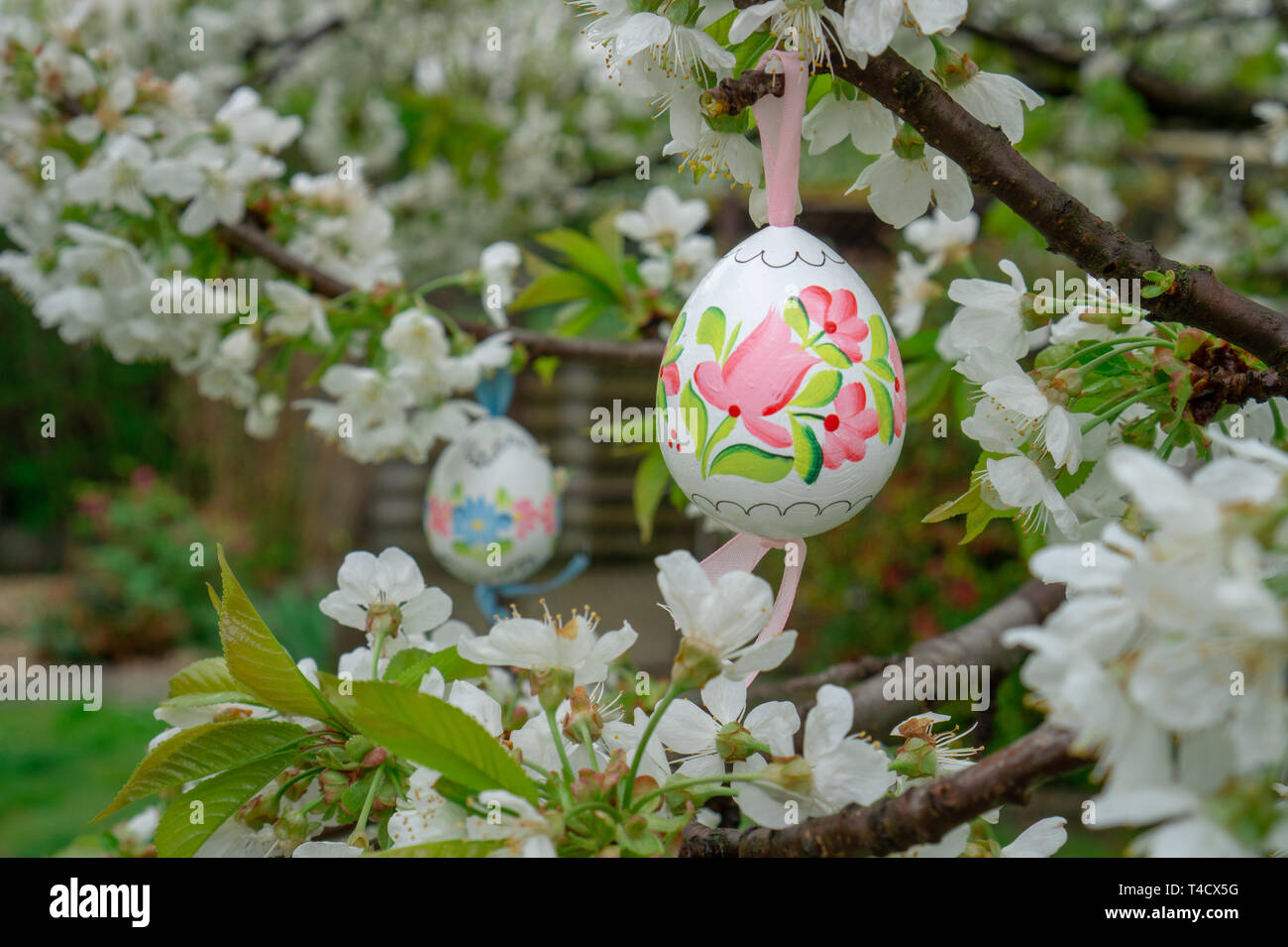 Decorative Easter egg hanging on flowering cherry tree with white ...