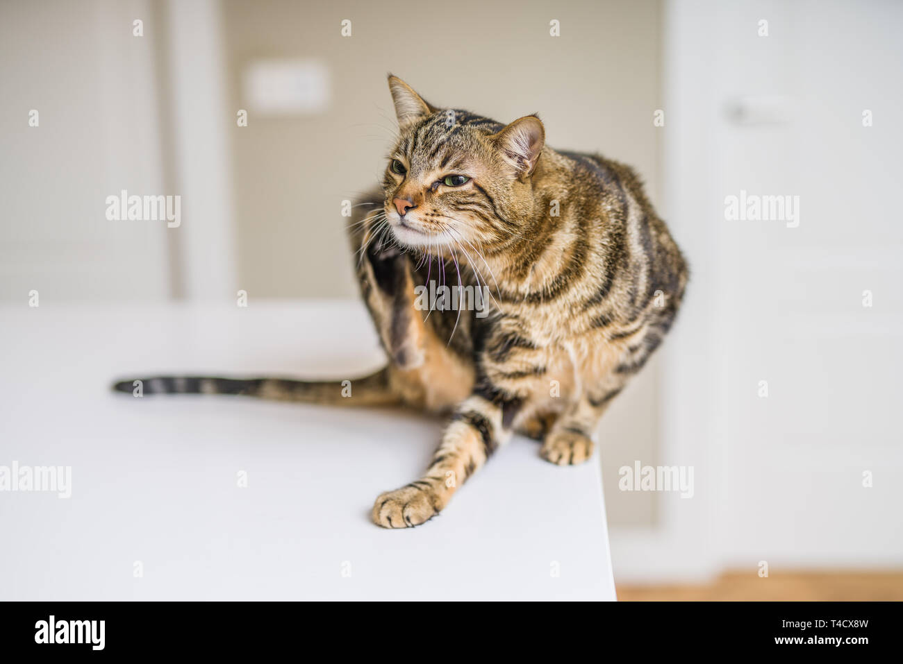 Cute short hair cat looking curious and snooping at home Stock Photo ...