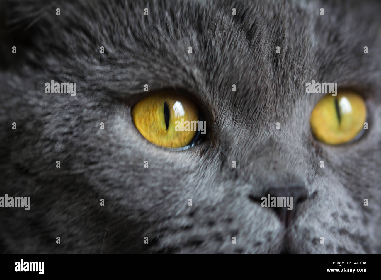 A sleepy blue russian, scottish fold cat Stock Photo - Alamy