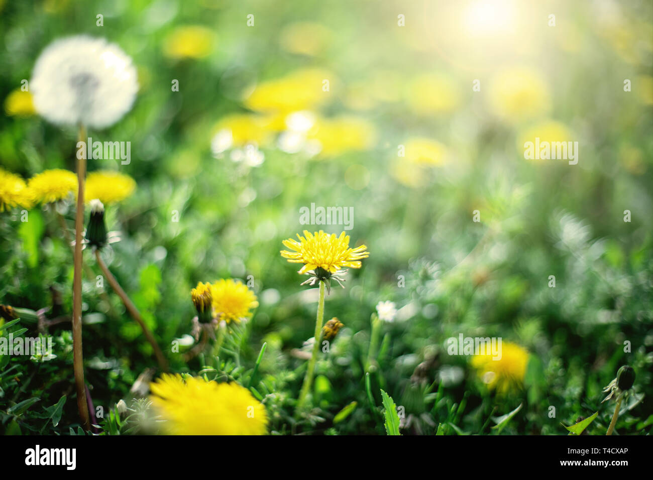 Close up of green field with yellow dandelions in bright sunlight ...