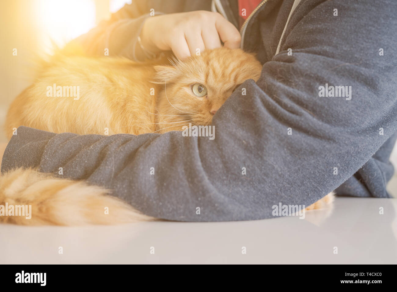 Cuddling beautiful ginger long hi-res stock photography and images - Alamy