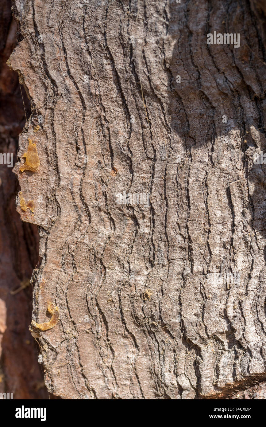 Wood texture from the bark of a tree in Laguna Verde, Chile Stock Photo ...