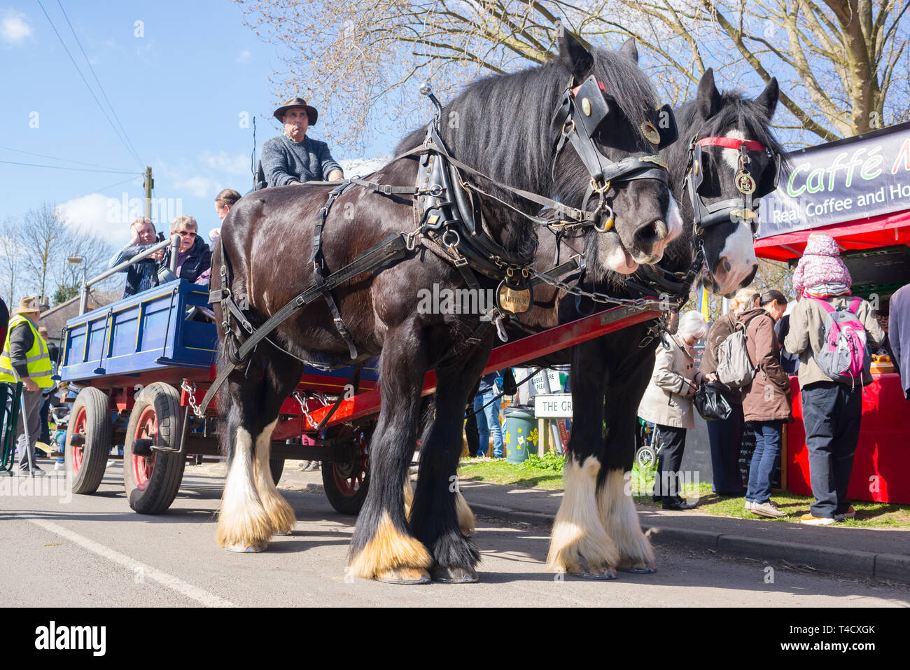 Traditional shire horses hi-res stock photography and images - Alamy