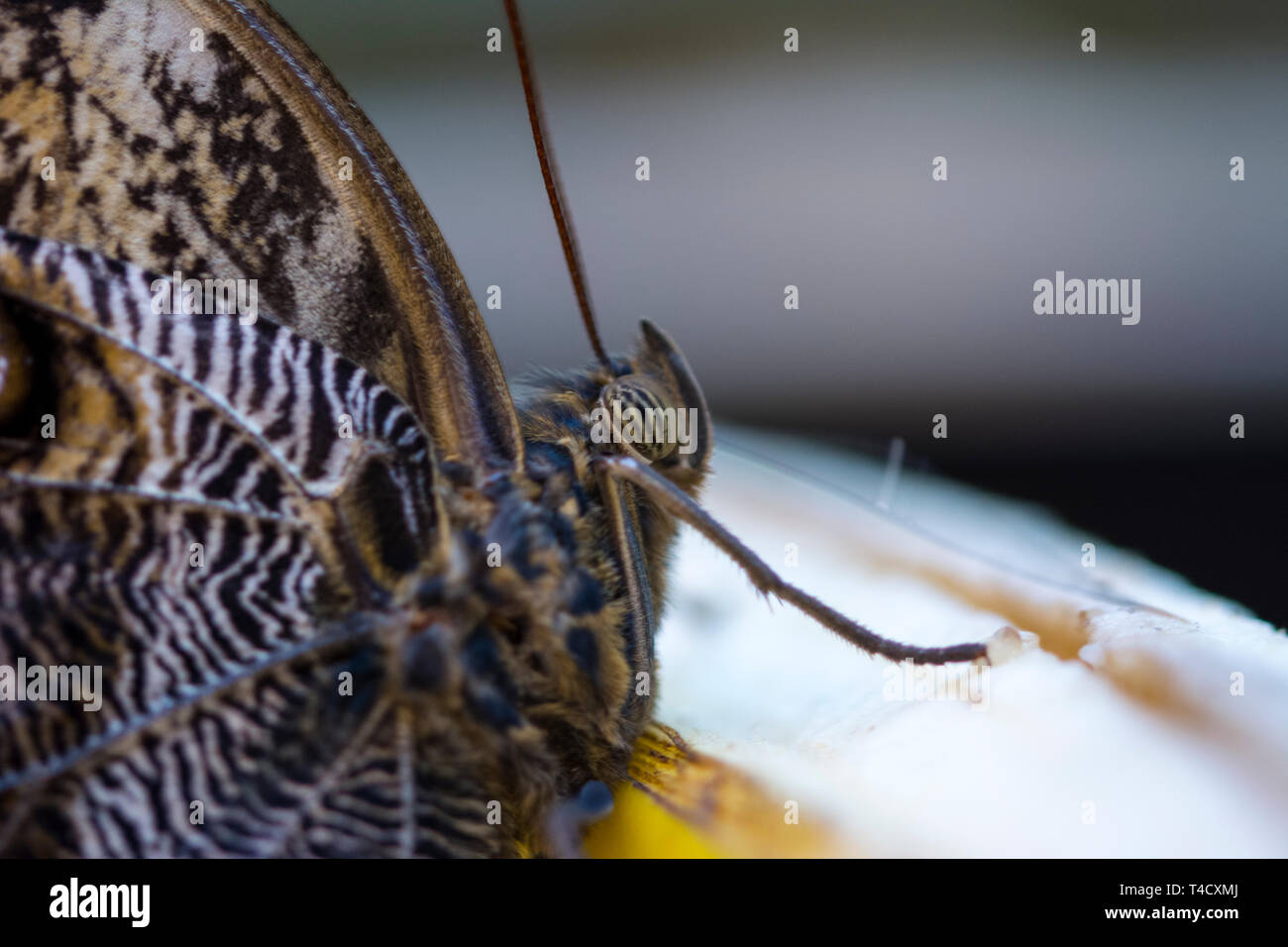 A monarch, blue butterfly Stock Photo - Alamy