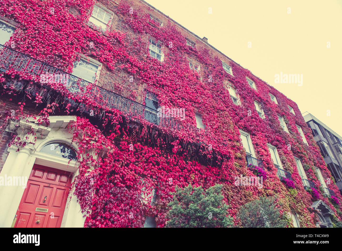 Creeper clad hi-res stock photography and images - Alamy