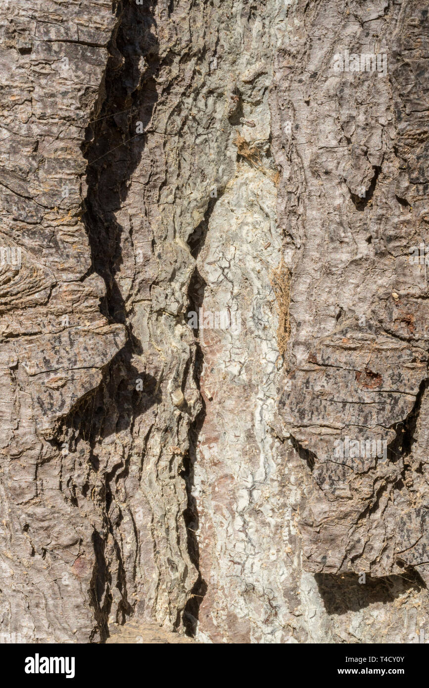 Wood texture from the bark of a tree in Laguna Verde, Chile Stock Photo ...