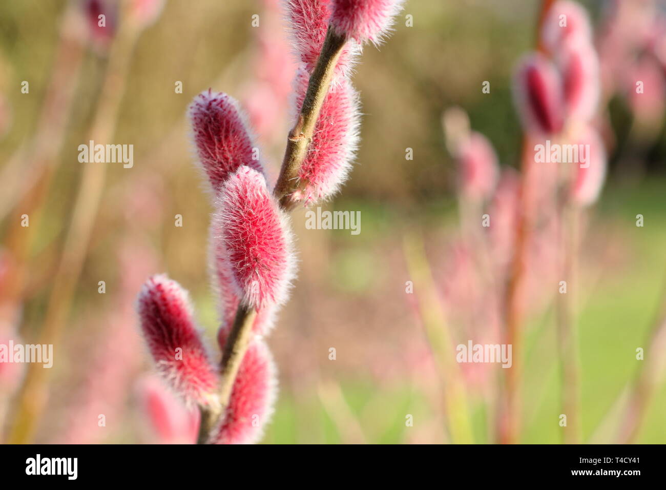 Salix chaenomeloides mt aso hi-res stock photography and images - Alamy