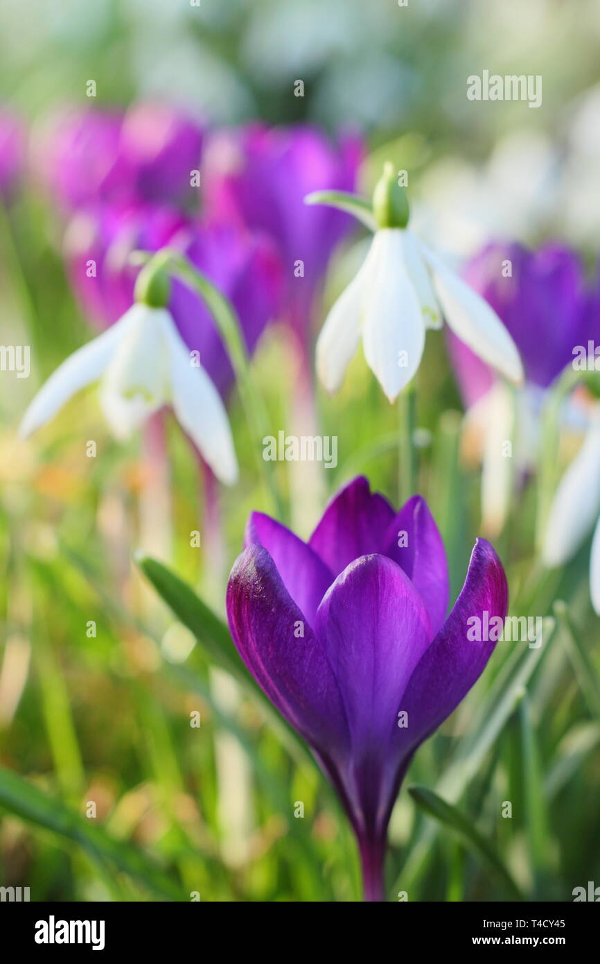 Early Crocus High Resolution Stock Photography and Images - Alamy