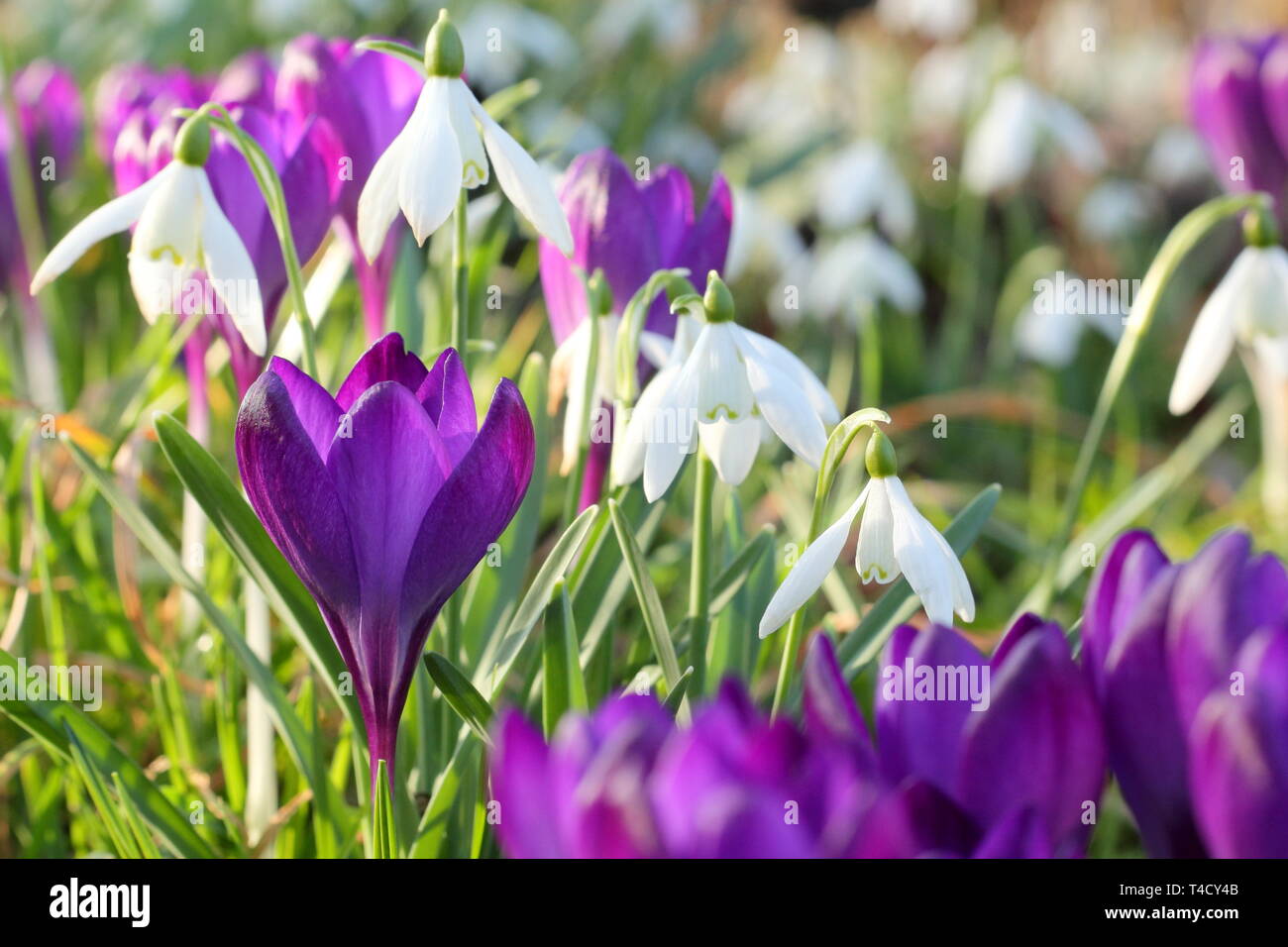 Early crocus hi-res stock photography and images - Alamy