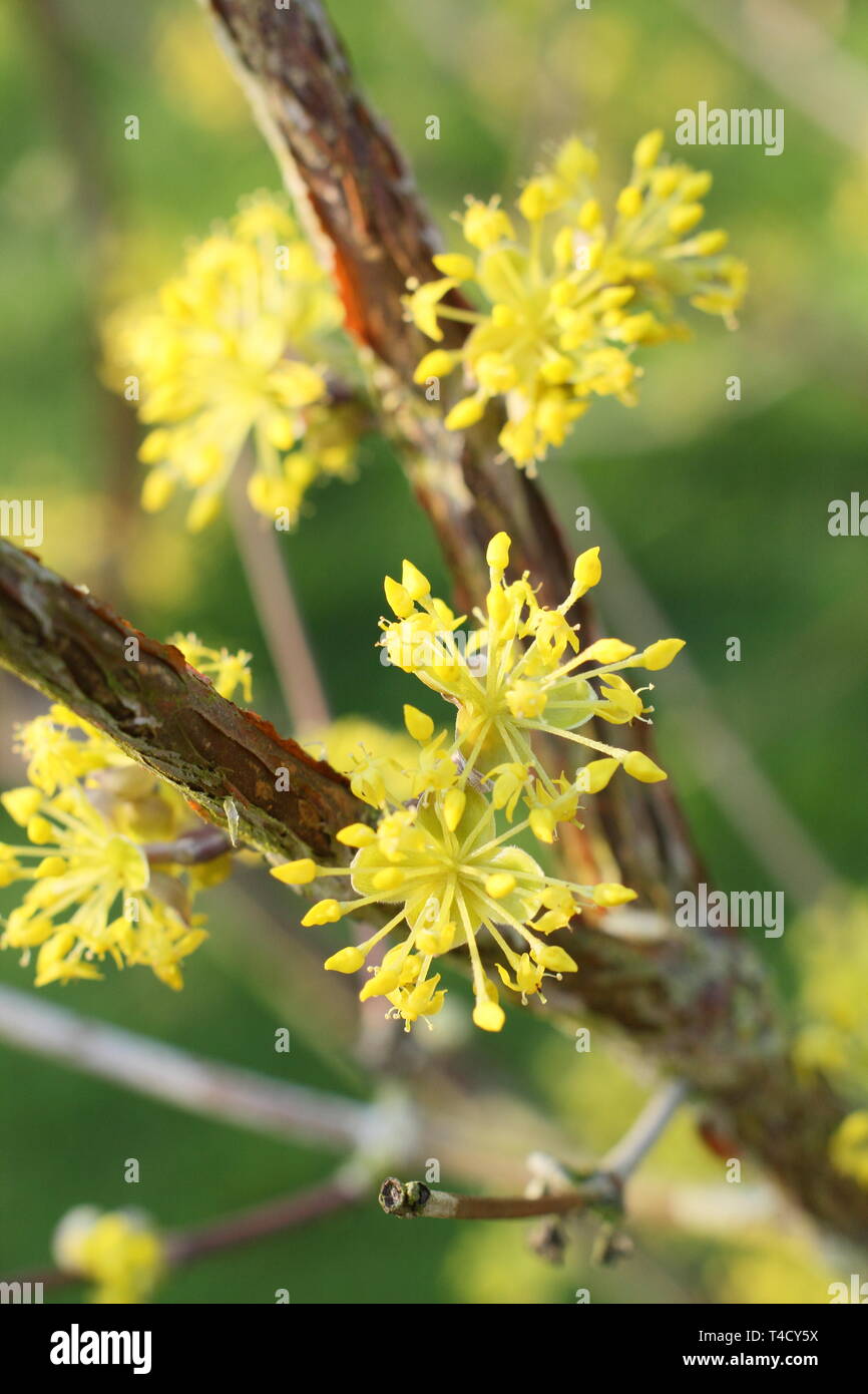 Cornus mas. Early spring blossoms of Cornelian Cherry Stock Photo - Alamy
