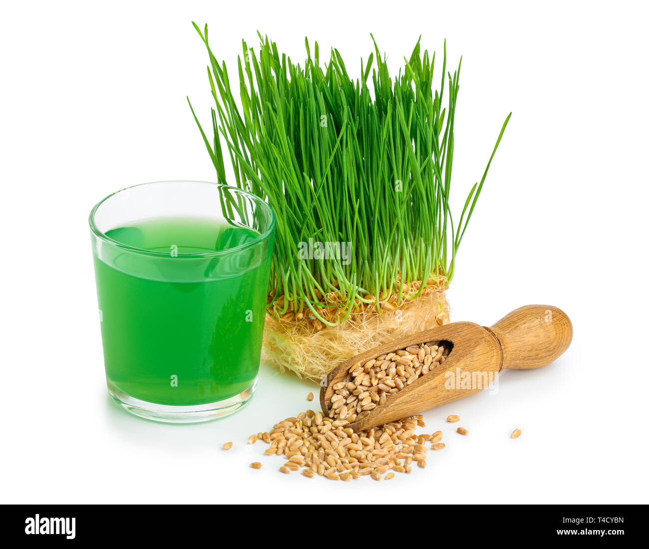 Wheat sprouts isolated on white background close up Stock Photo - Alamy