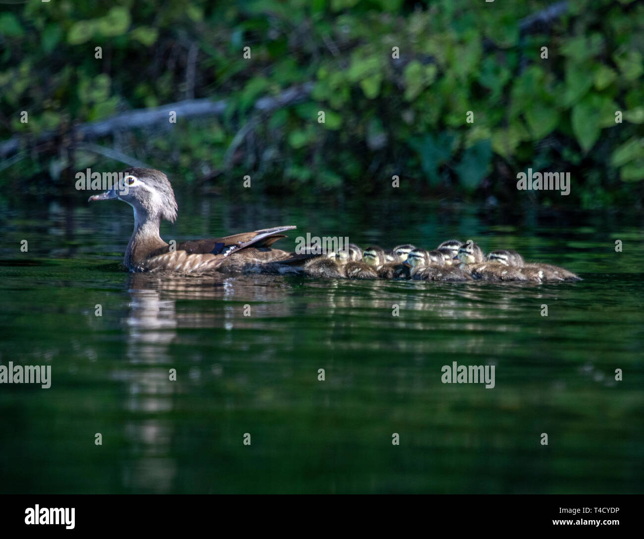 Ducklings following mother hi-res stock photography and images - Alamy