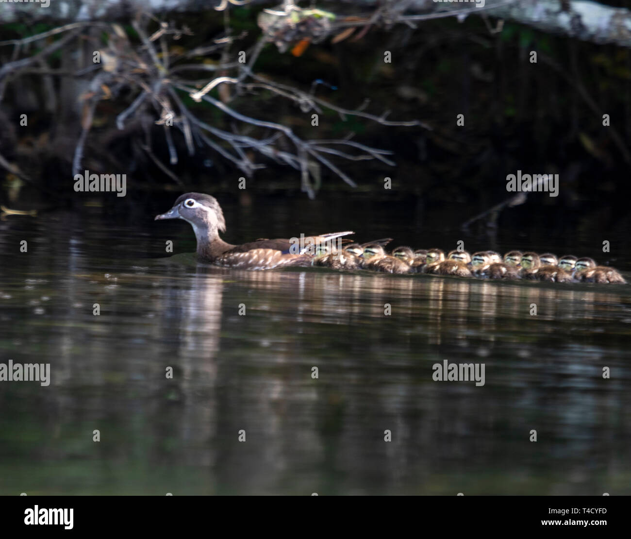 Ducklings following hi-res stock photography and images - Alamy