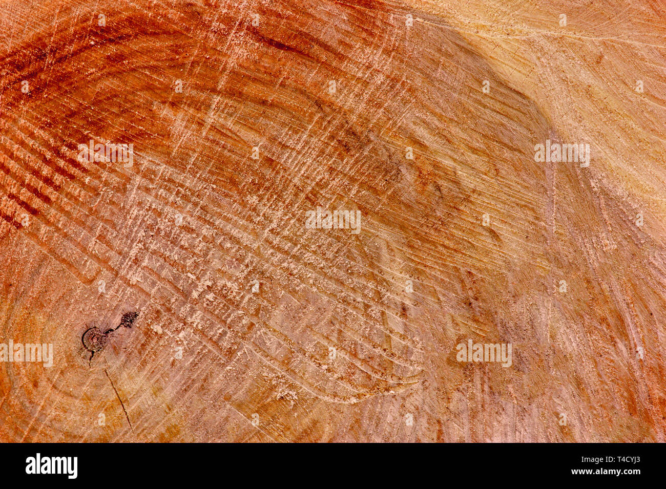 Tree rings showing growth pattern hi-res stock photography and images ...