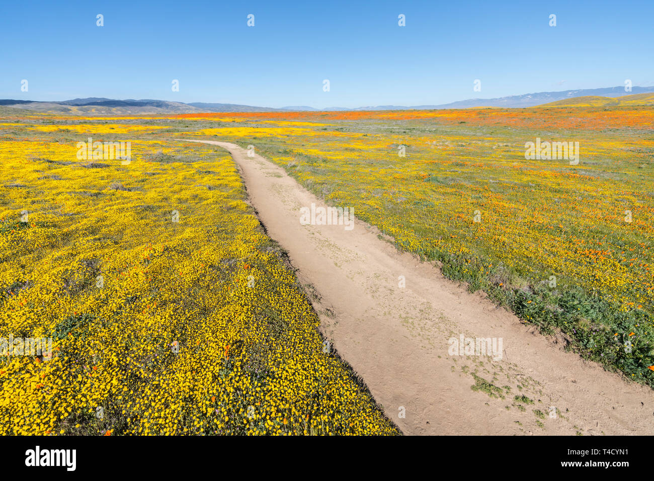 Wildflower trail los angeles hi-res stock photography and images - Alamy