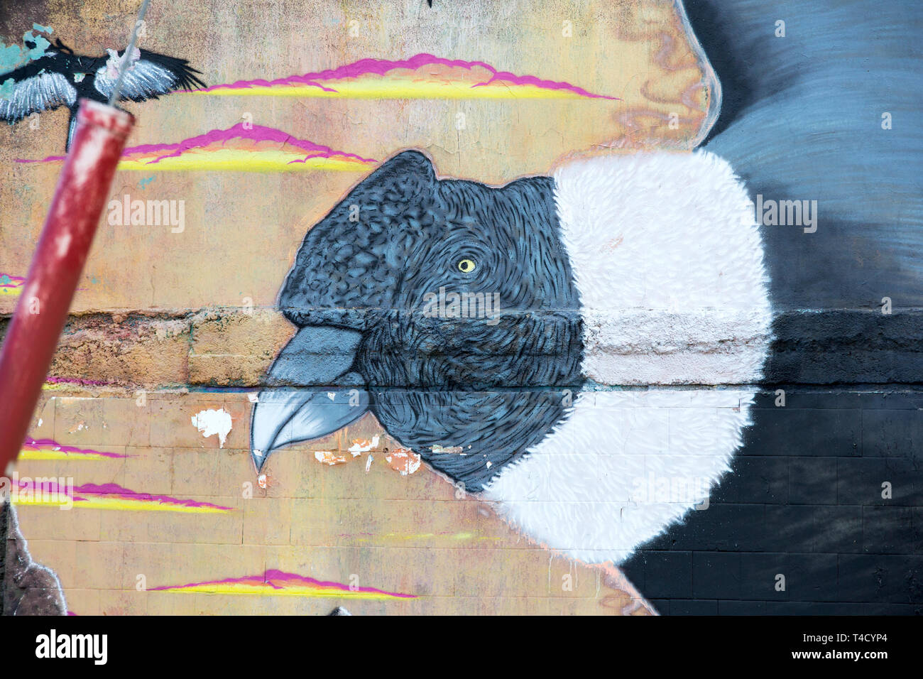 A mural of a Andean Condor, Vultur gryphus on a building in Punta ...