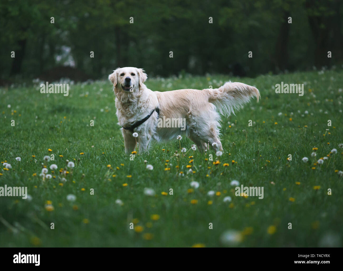 Golden retriever in the park hi-res stock photography and images - Alamy
