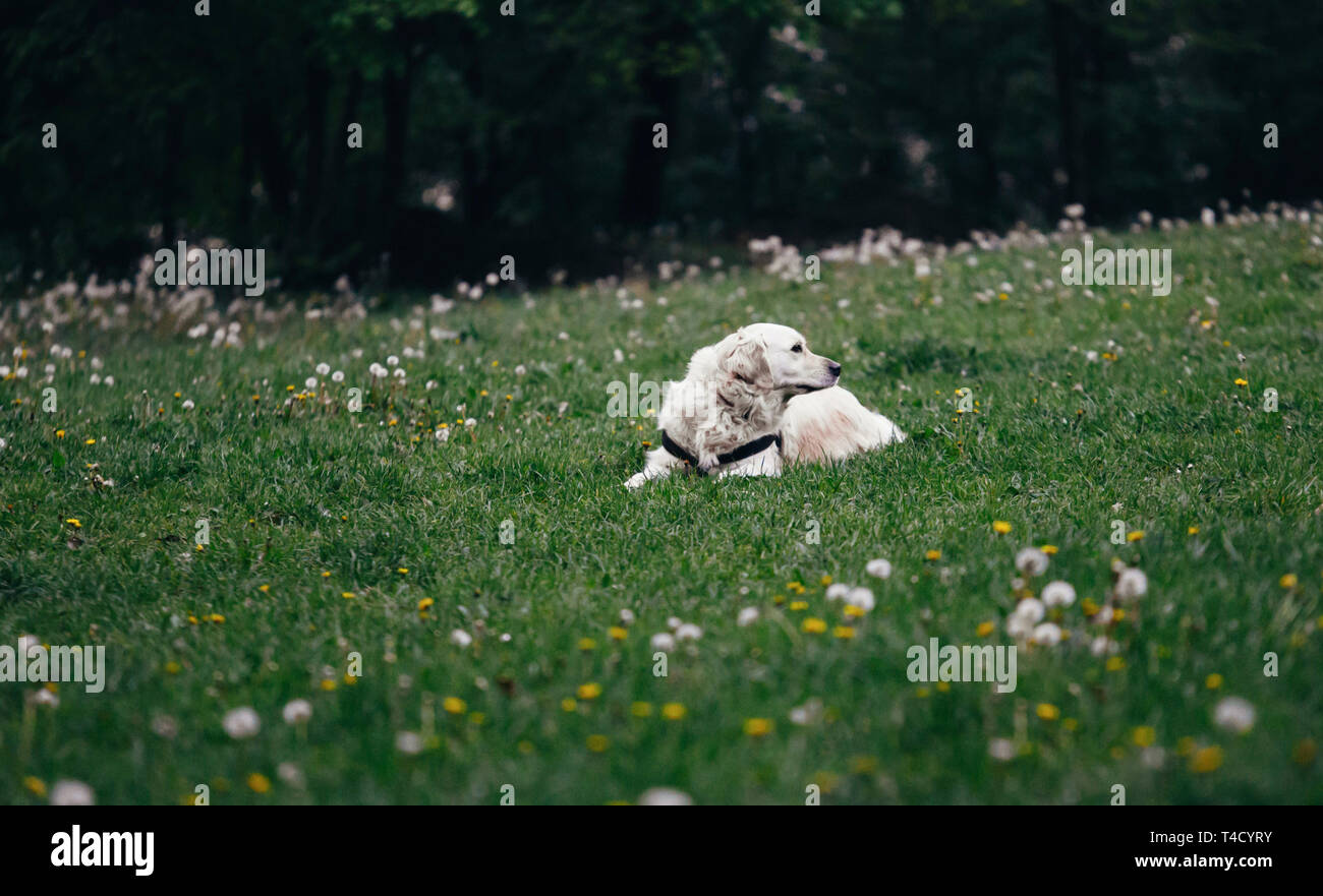 Golden retriever in the park hi-res stock photography and images - Alamy