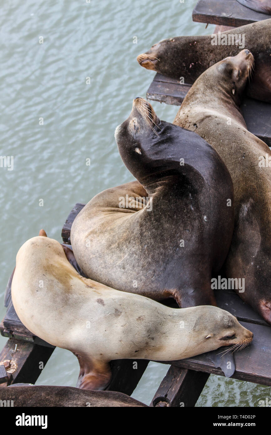 Sea lions on Santa Cruz Wharf, Santa Cruz, California, United States ...