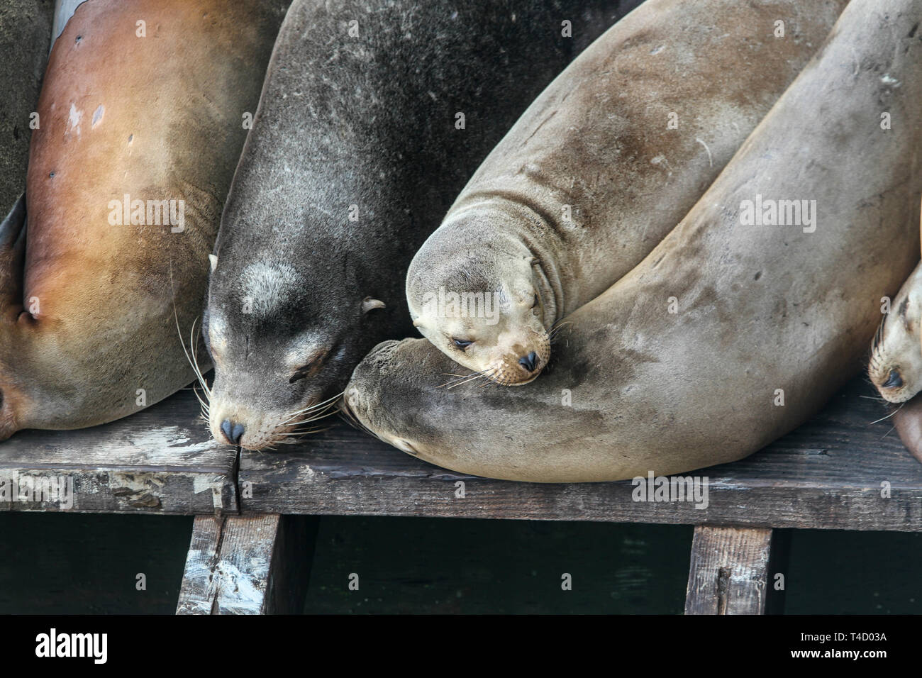 Santa cruz wharf sea lions hi-res stock photography and images - Alamy