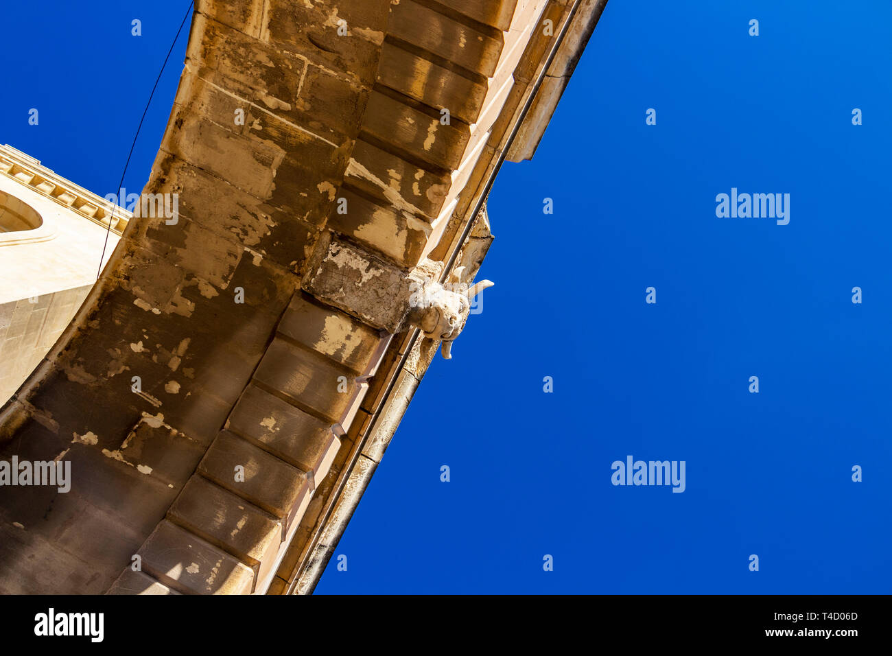 Maltese Cow High Resolution Stock Photography and Images - Alamy