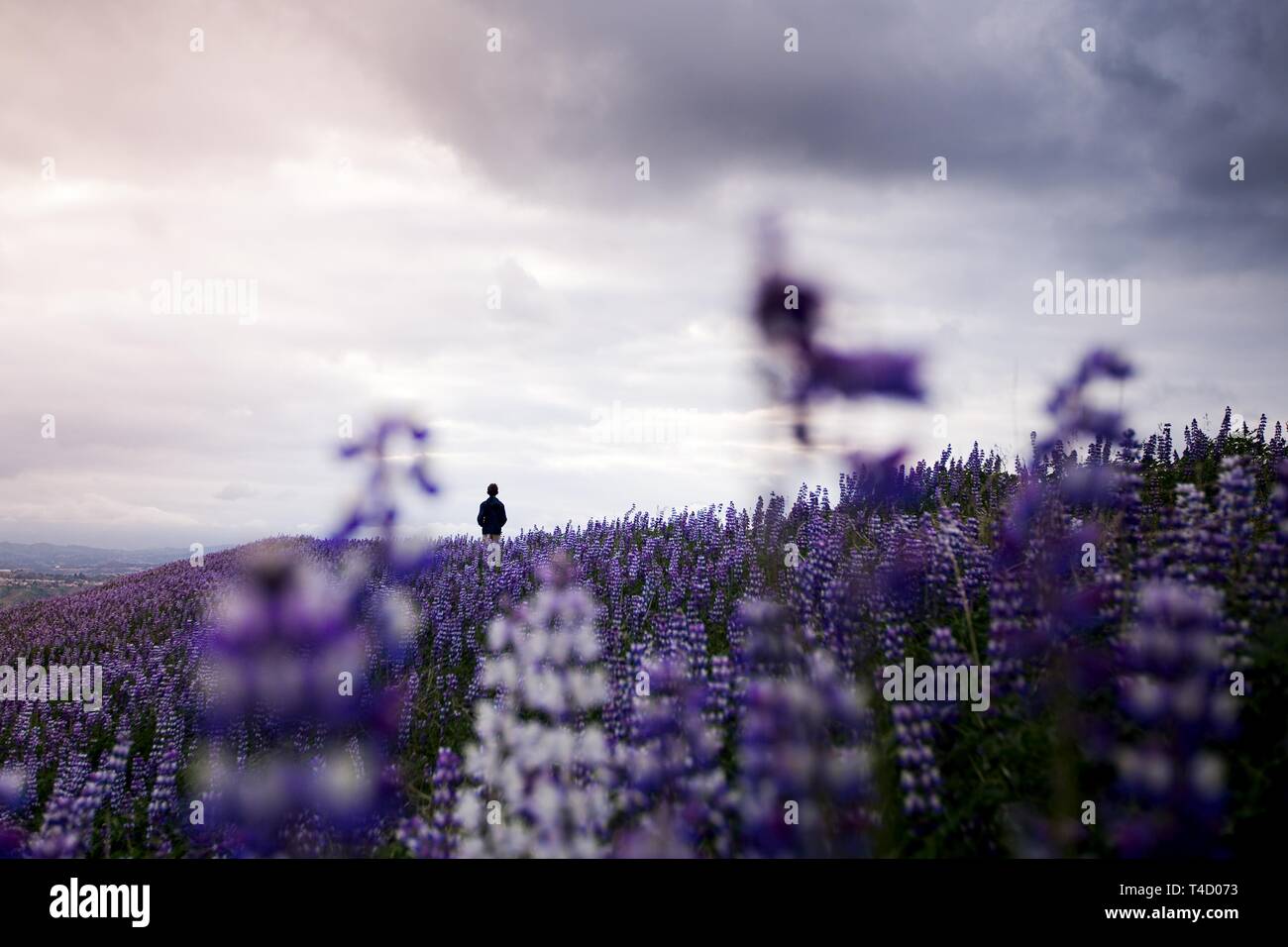 Fields of lupine hi-res stock photography and images - Alamy