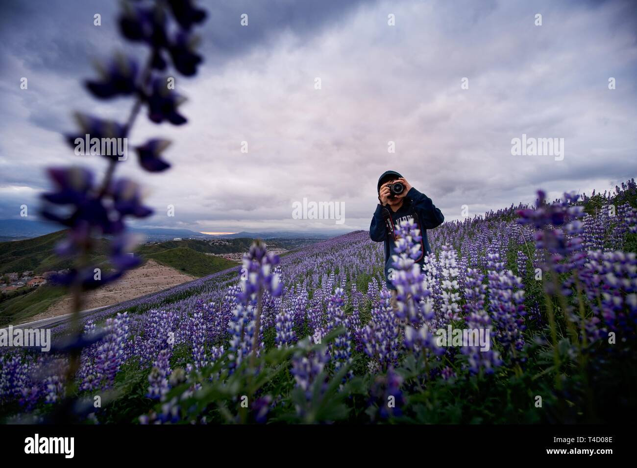 Fields of lupine hi-res stock photography and images - Alamy
