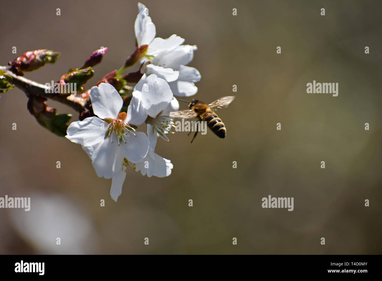 Honey bee in flight visiting the white blossoms of a cherry tree Stock ...