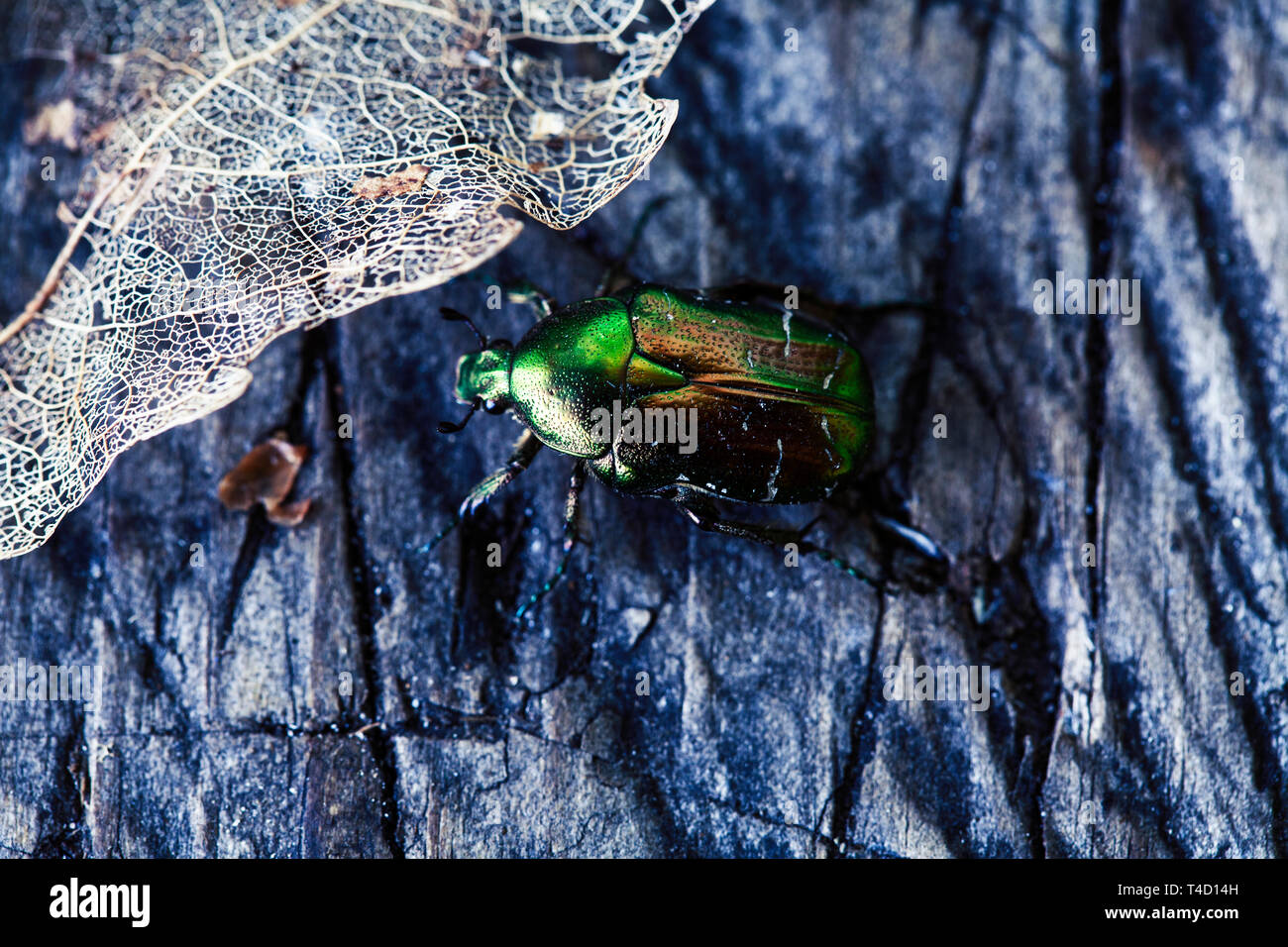 old leaf skeleton on dark wood with bug on it, nature texture closeup ...