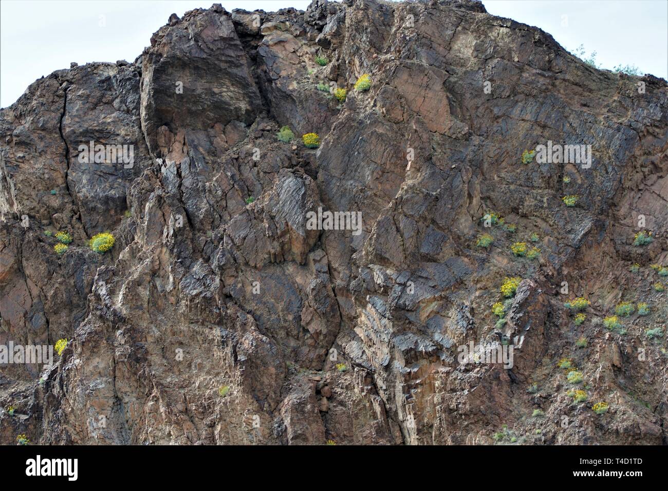 Small colorful plants sprout from a solid rock face Stock Photo - Alamy