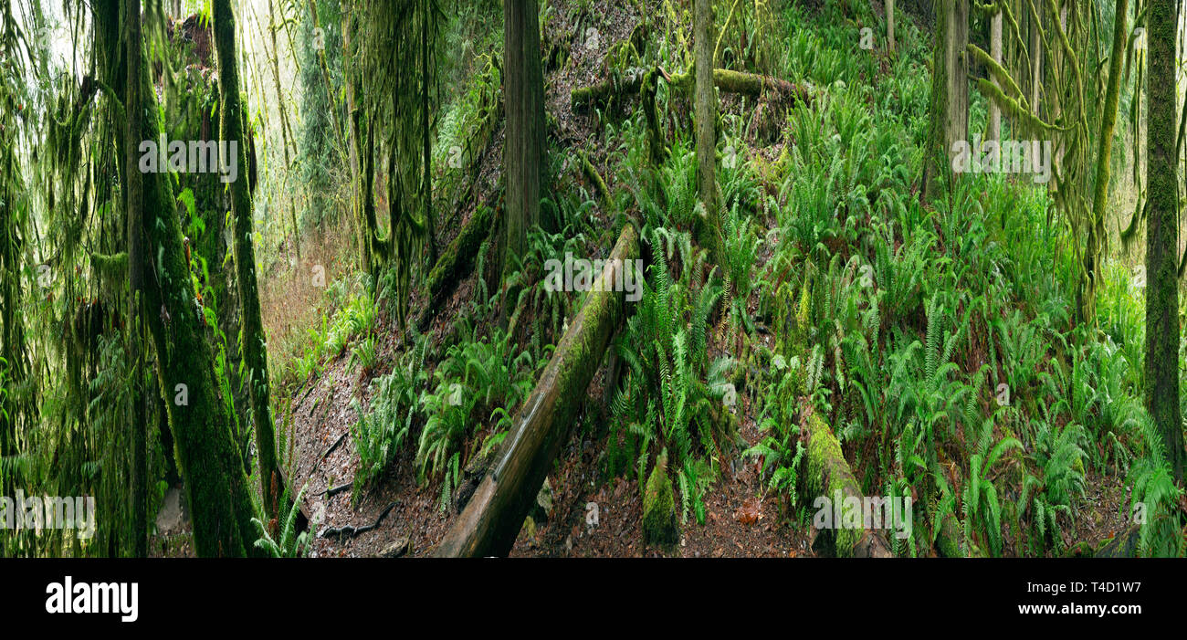 WA1614-00...WASHINGTON - Rain forest at the old, abandoned lime kiln in ...