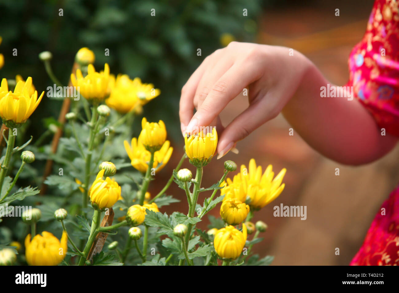 A girl's hand is pointing at the flowers Stock Photo - Alamy