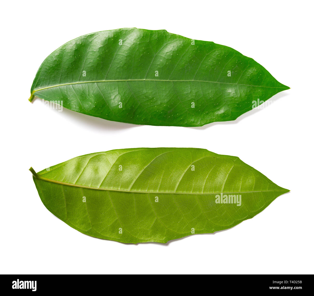 top and bottom of a fresh green leaf on white background Stock Photo ...