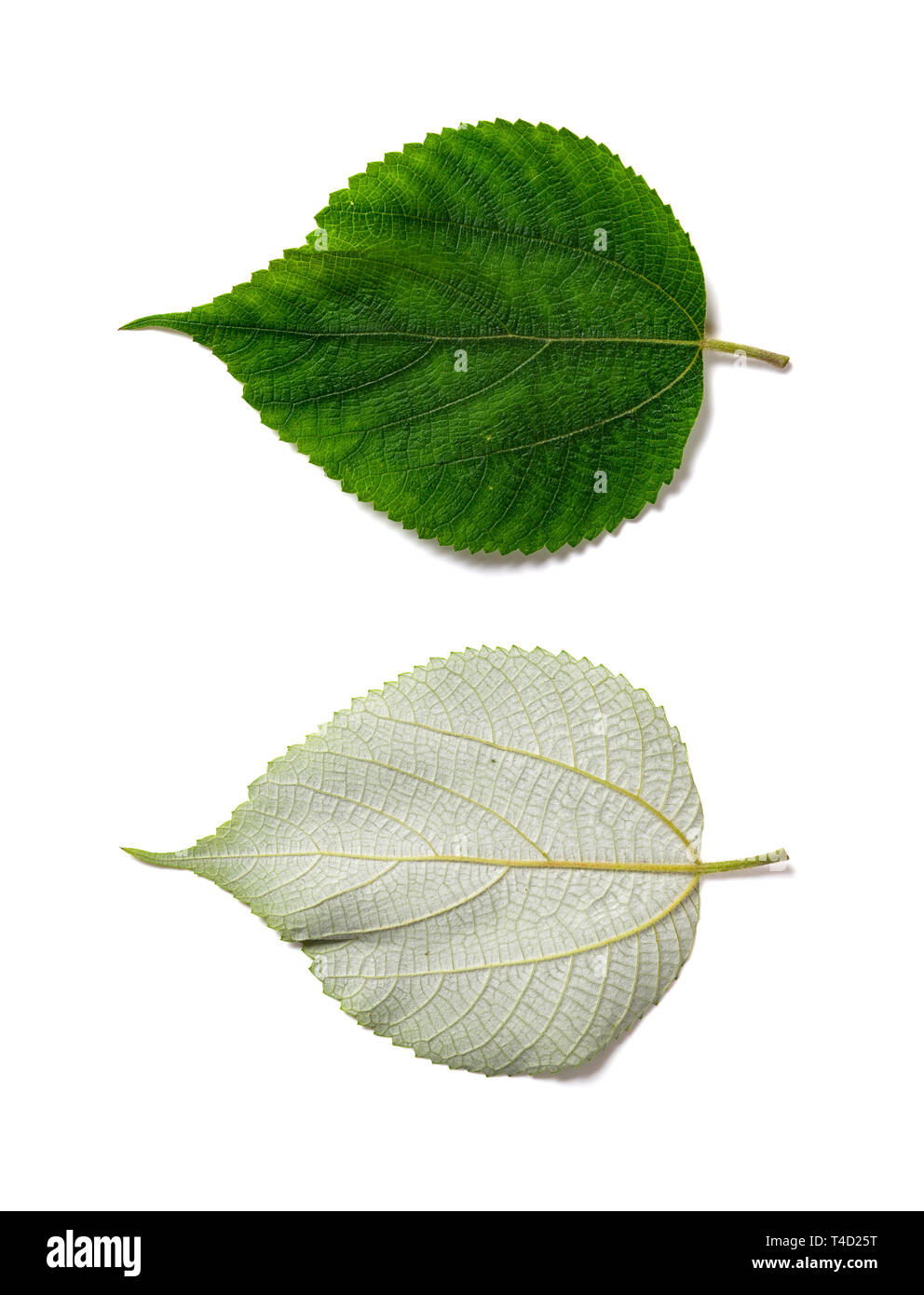 top and bottom of a fresh green leaf on white background Stock Photo ...