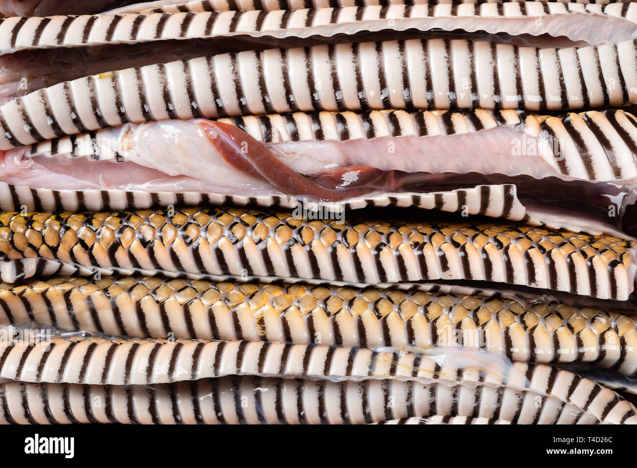stomaches of cutout snake lined up horizontally Stock Photo - Alamy