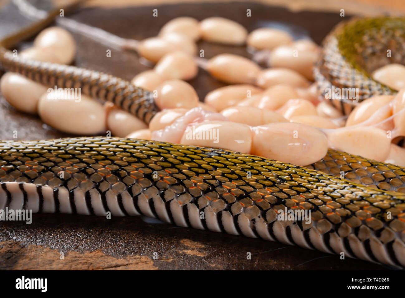 cutout snake body with eggs on a chop board Stock Photo - Alamy