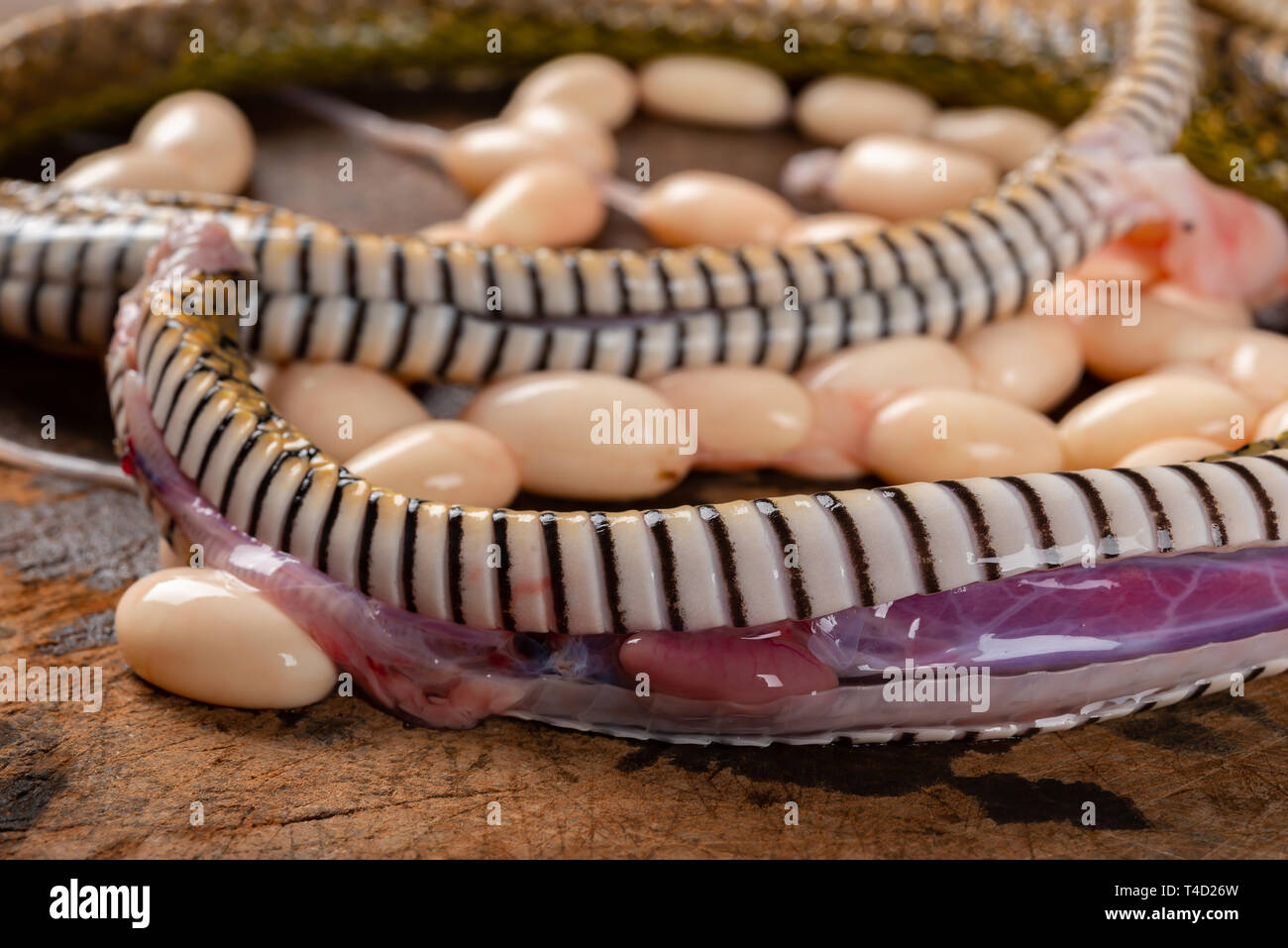 cutout snake body with eggs on a chop board Stock Photo - Alamy